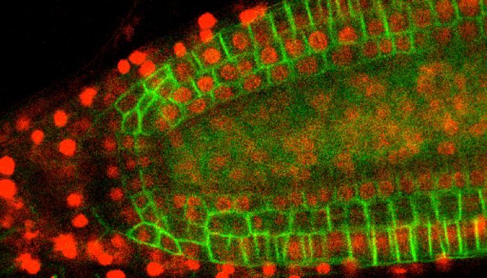 Botanical Microscopy meeting – Maizel lab