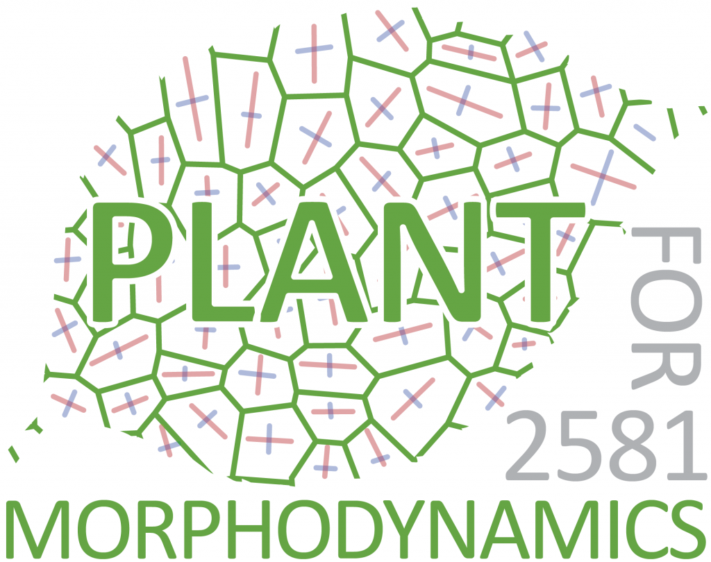 DFG funds our research network on plant morphodynamics – Maizel lab