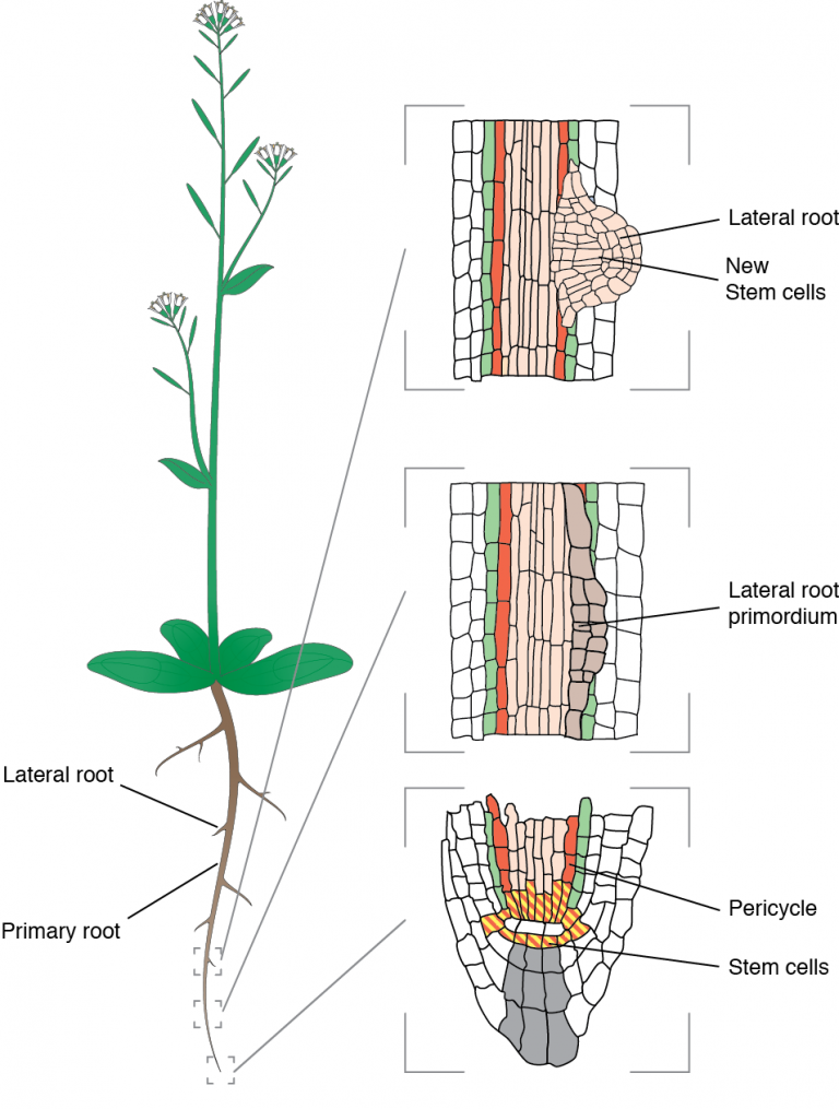 Research – Maizel lab